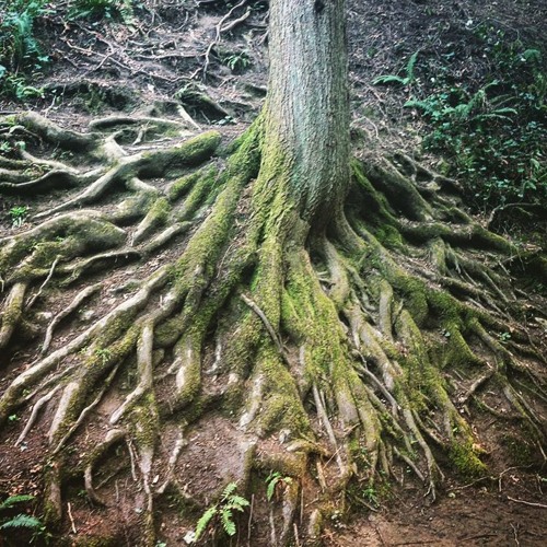 Stream Put Your Roots Down (Molly Hartwell) by Ary Solomon | Listen ...