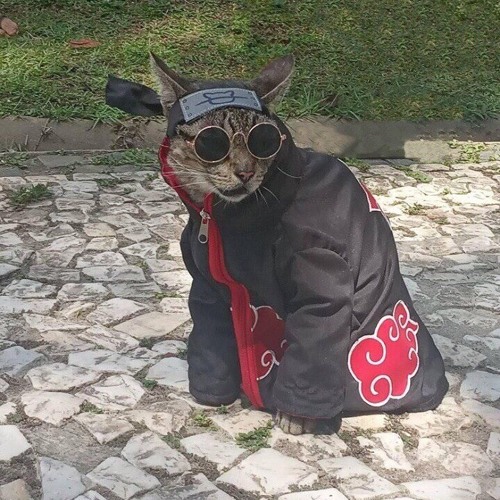 Stream akatsuki cat chilling after the task with mariO (prod. Mario ...