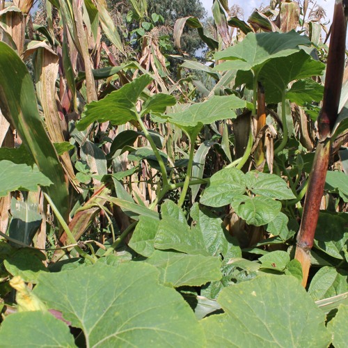 Stream Many Voices, One Message - Traditional Knowledge Protects Mother ...