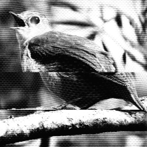 Stream Polynation - Cascade (Willis Corto's Acid Birdsong Take) by ...