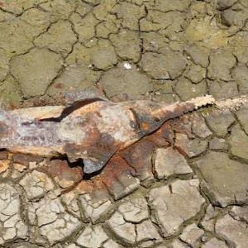 Stream Critically Endangered Sawfish Deaths - Fitzroy River, Kimberley ...