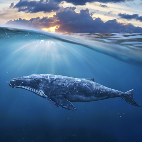 Stream The Value of Whales and Every Other Breath by IMF Podcasts ...