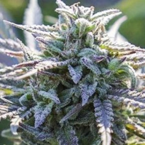 Stream episode Detailed Information on Automatic Fast Buds seeds by ...