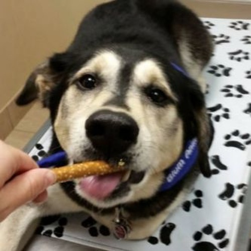 Stream Putting the "Treat" Into "Treatment": Inside the Fear Free Treat ...