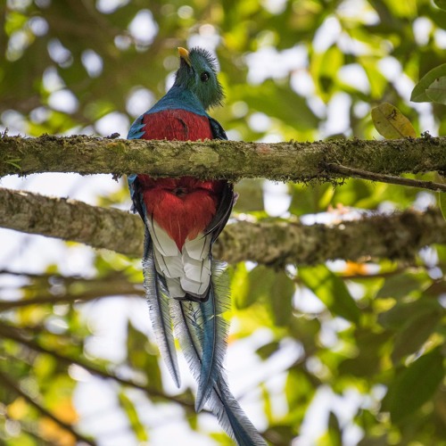 Stream Quetzal Display by Sounds from the Wild Country | Listen online ...