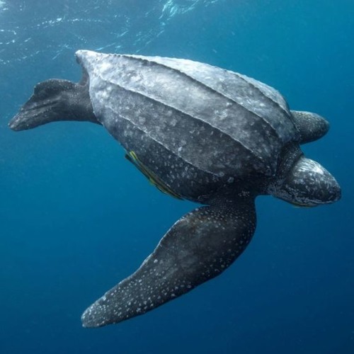 Stream How Jellyfish in the North Atlantic Impact Endangered ...