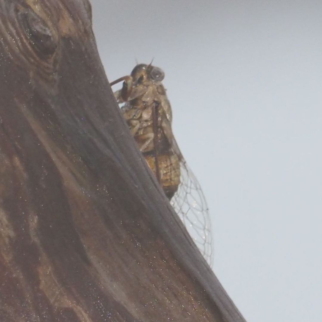 Stream episode Cicada: Paperbark Tree-clicker (Pauropsalta elgneri ...