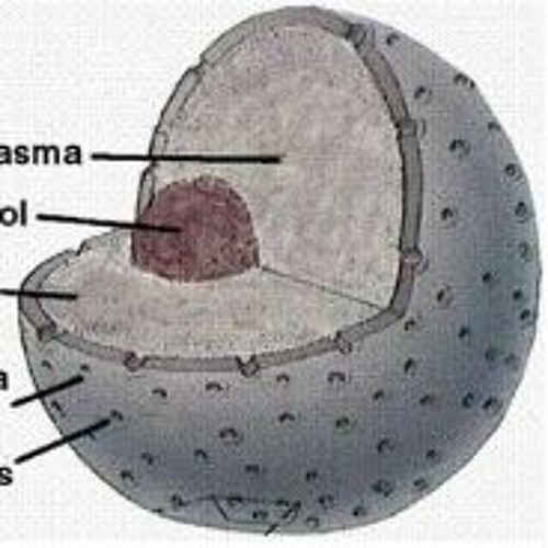 Stream Ana Castillo Muñoz | Listen to El nucli i el nucleol playlist ...