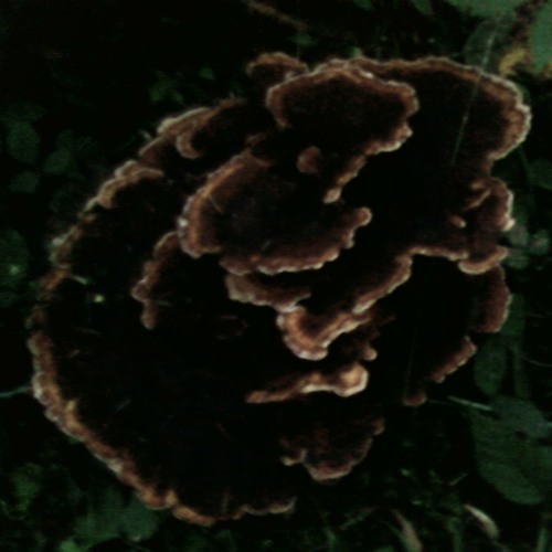 Stream octo by ARCtemp | Listen online for free on SoundCloud Stream octo by ARCtemp | Listen online for free on SoundCloud