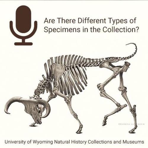 Stream episode Are There Different Types of Specimens in the Collection ...