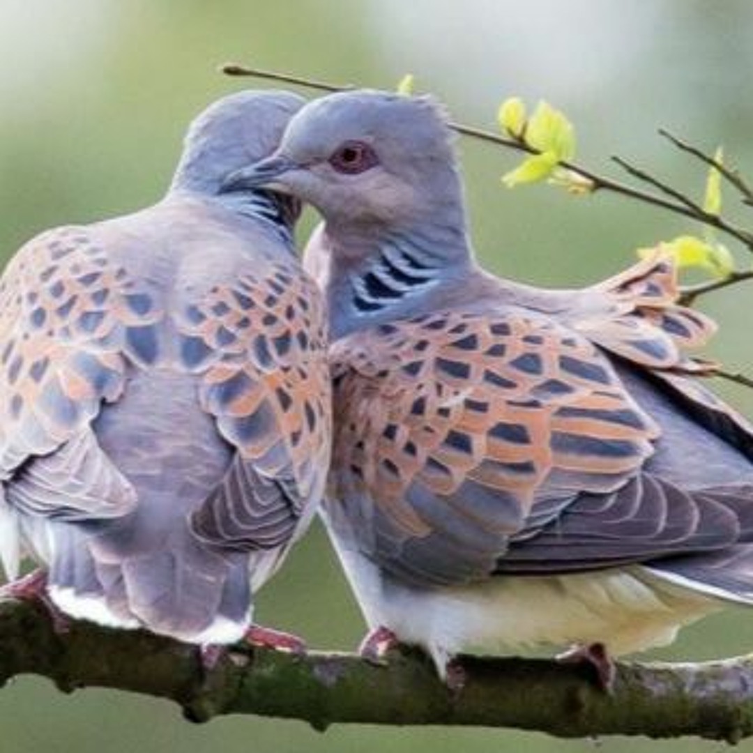 Stream The Turtle Dove - Ian Marchant with Stuart Anthony by Ian ...