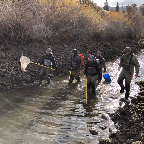 Stream Electroshocking Fish by The Nevada Department of Wildlife's ...