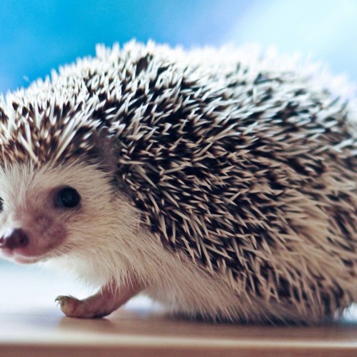 Stream Erizos by Laura Esther Mendivil | Listen online for free on ...