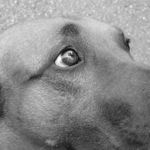 Stream Dog See Greyscale by Mark Sgarbossa | Listen online for free on ...