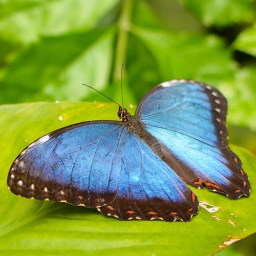 Stream Blue Bliss by echosonica | Listen online for free on SoundCloud