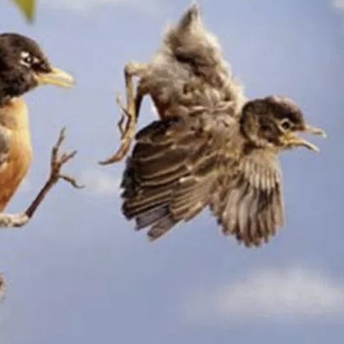 Baby Birds Flying