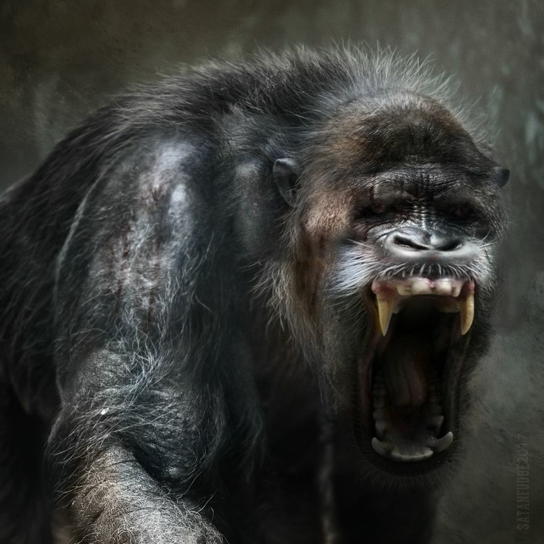 Stream SOUND OF THE WEEK 119: Giant Ape, Large Beast, Bigfoot, Growl ...