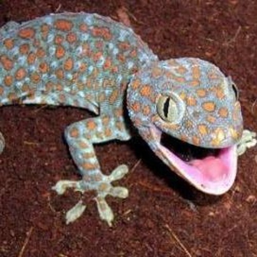 Stream Jawa Barat - Tokecang by Lagu Daerah | Listen online for free on ...