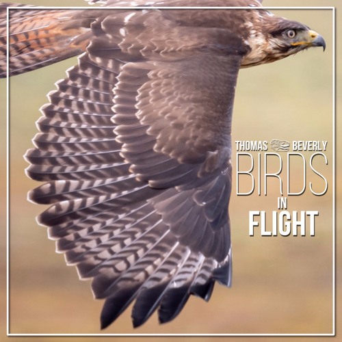 Stream SD18 Birds In Flight | SFX Library Demo by Thomas Rex Beverly Audio | Listen online for ...