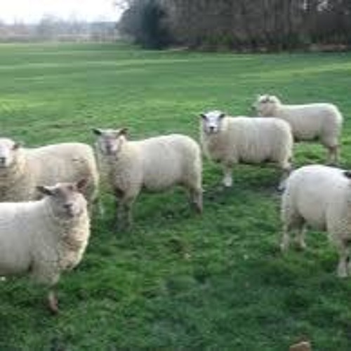 Stream Sheep Sheep Sheep Bob by KN Music | Listen online for free on ...