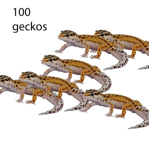 Stream 100 Geckos by CumBoiz | Listen online for free on SoundCloud