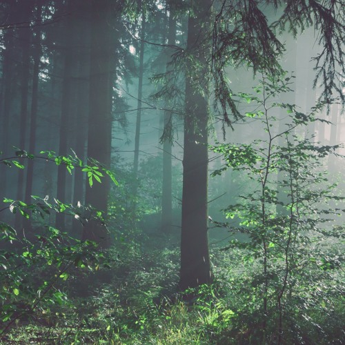 Stream Echo Forest by Antisocial | Listen online for free on SoundCloud Stream Echo Forest by Antisocial | Listen online for free on SoundCloud