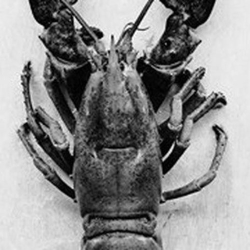 Stream Rock Lobster (Extremely Sad Movie Trailer Version) by Doc ...