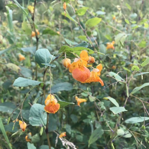 Stream Gratitude Contemplation by Margie Ziegler | Listen online for ...