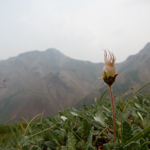 Stream 'Denali' for trio (2019) by Angus Davison | Composer | Listen ...