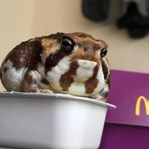 Stream Homeless Frog by Jaro-Mersen | Listen online for free on SoundCloud