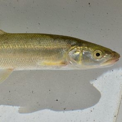 Stream CDFW Denies Permit to Remove Invasive Fish in Eel River by KMUD ...