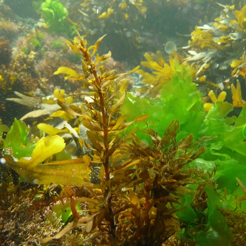 Stream Hawaii's Invasive Algae by Islandgirlnews | Listen online for ...
