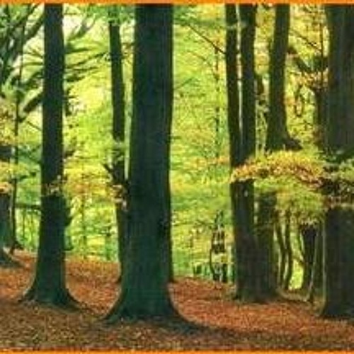 Stream episode POESÍA LOS ANIMALES DEL BOSQUE AUDACITY by Emilia ... Stream episode POESÍA LOS ANIMALES DEL BOSQUE AUDACITY by Emilia ...