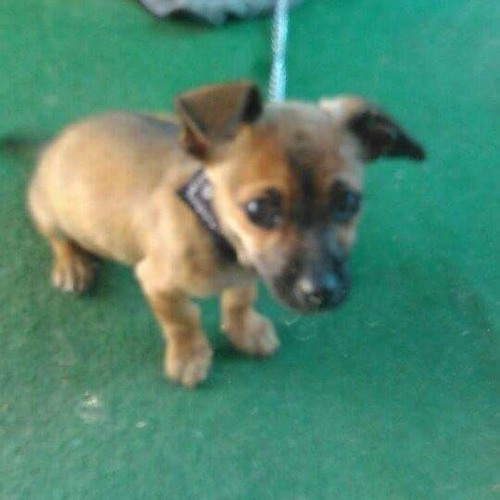 Nicki Minaj And Her Dog