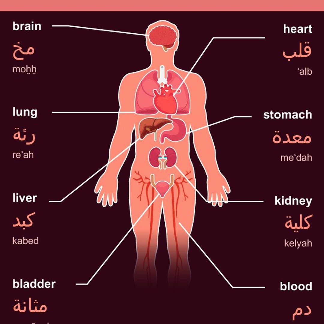 Stream Medical Arabic- 10 Basic Anatomy Terms by Medical Arabic ...