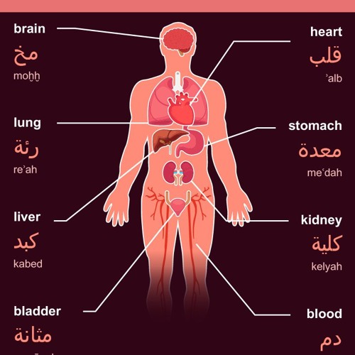 Stream Medical Arabic- 10 Basic Anatomy Terms by Medical Arabic ...