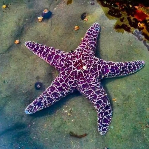 Stream Hija de tal. Rodolfo López Rojas. by user749525363 | Listen ...