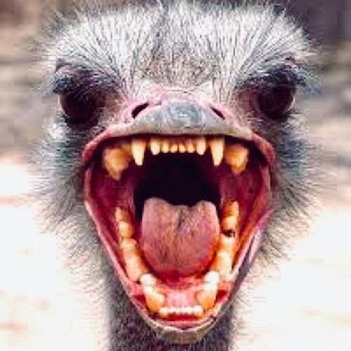 Stream Austrich - Operation by Austrich | Listen online for free on ...