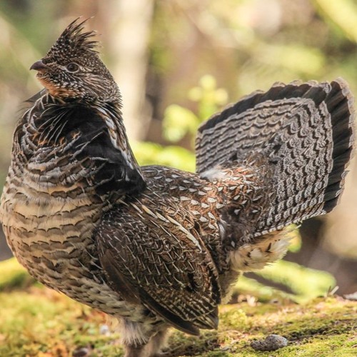 Ruffed Grouse Drumming