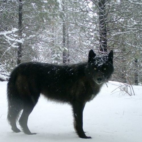 Stream $7,500 Reward for Endangered Wolf Poaching in Modoc County by ...