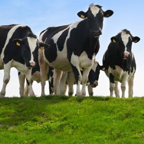 Stream episode Time to MOOoooVE! These Cows Wear Fit-Bit Like Tech, but ...