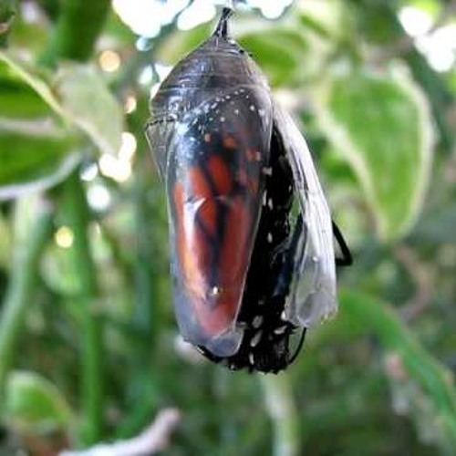 Stream Butterfly Effect - Metamorphosis - Provoking Hope 1-14 by ...