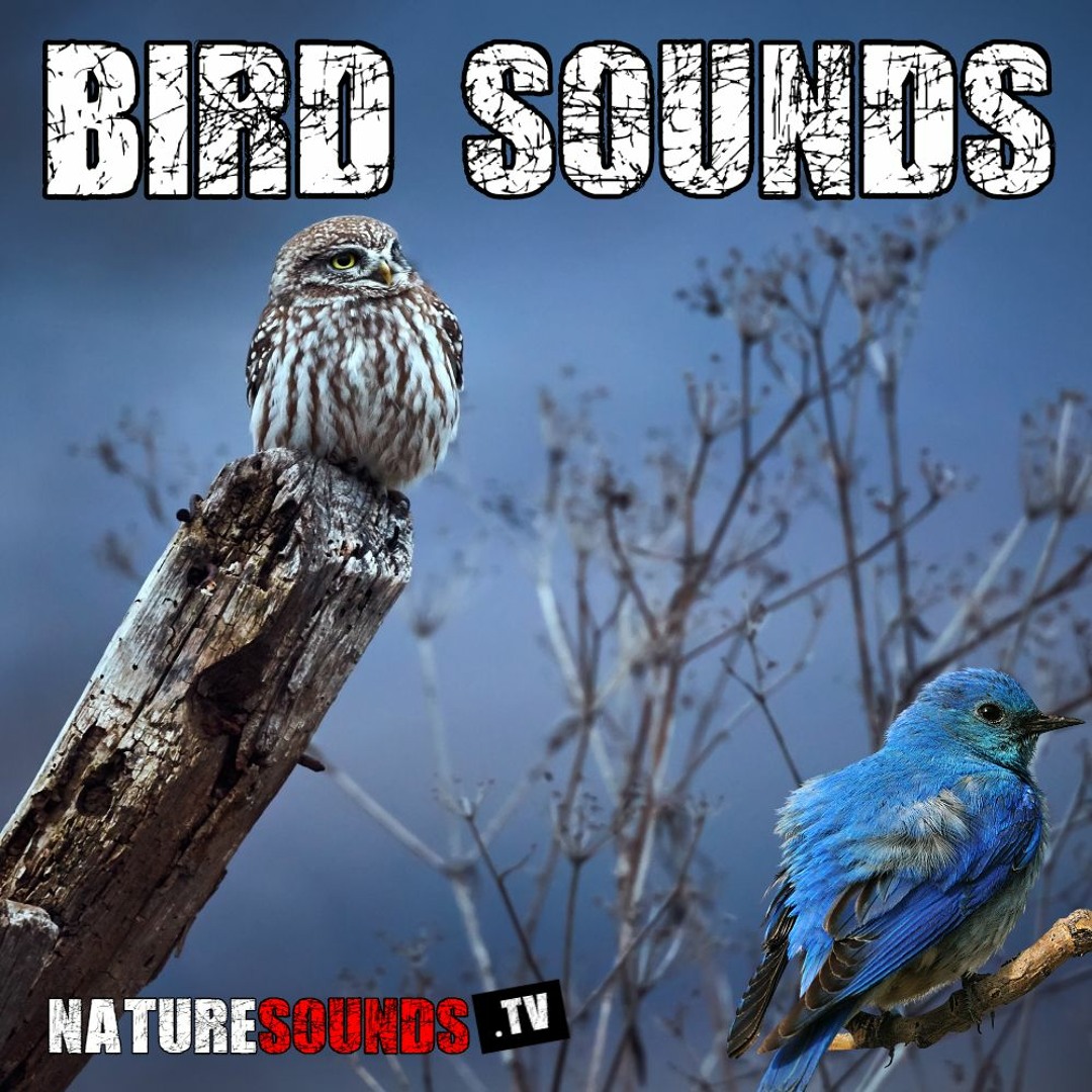 Stream Nature Sounds TV | Listen to Bird Sounds playlist online for ...