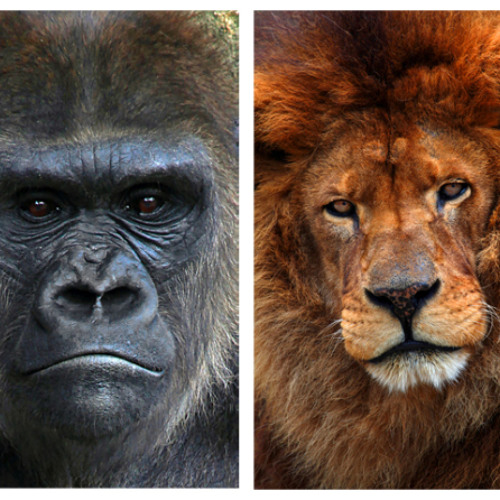Stream Feline or Primate Pedagogy by On Teaching Math | Listen online ...