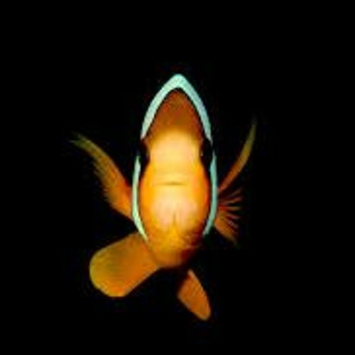 Stream Stressed-Out Fish and Ocean Acidification: Consequences of ...