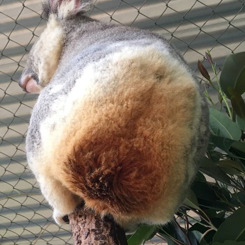 Stream Eric Rage- Dirty Tail (Koala Kingdom Mix) by djericrage | Listen ...