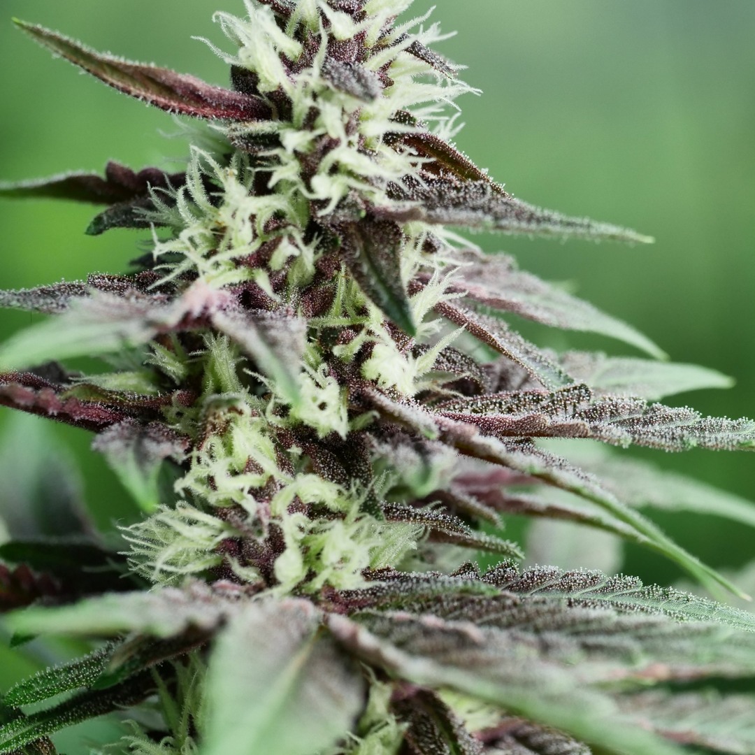 Stream Terpene profiles in the Mass Medical Strains lineup (2019) by ...