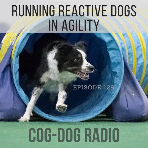 Stream Running Reactive Dogs in Agility by Cog-Dog Radio | Listen ...