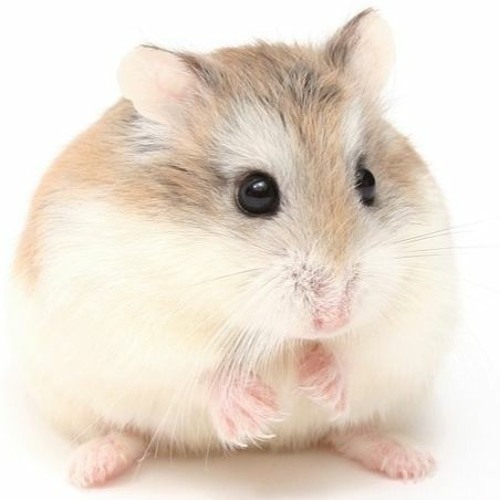 Stream happy mouse rave with tha hamstas by garlicbaby (SiTe) | Listen ...