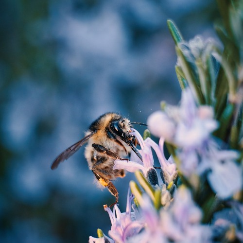 Bee Warm- Hawaiian Sanctuary Bee Dance - Listen to music